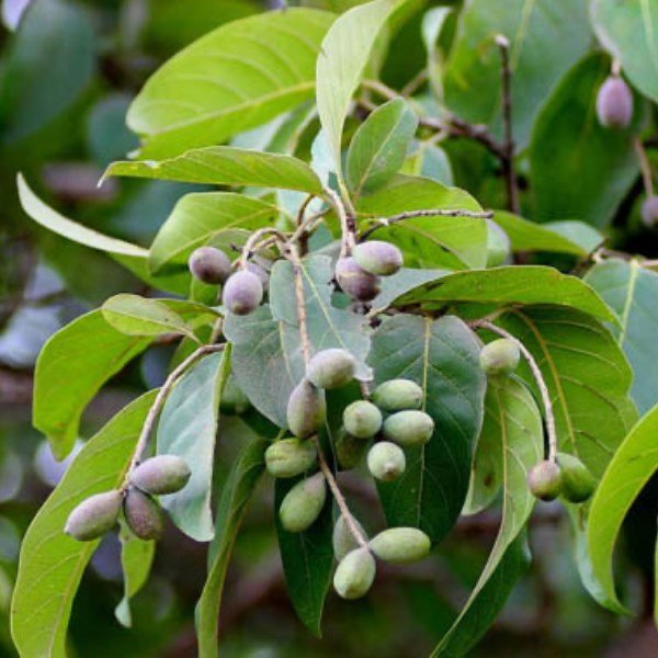 Buy Haritaki online from Nurserylive at lowest price.