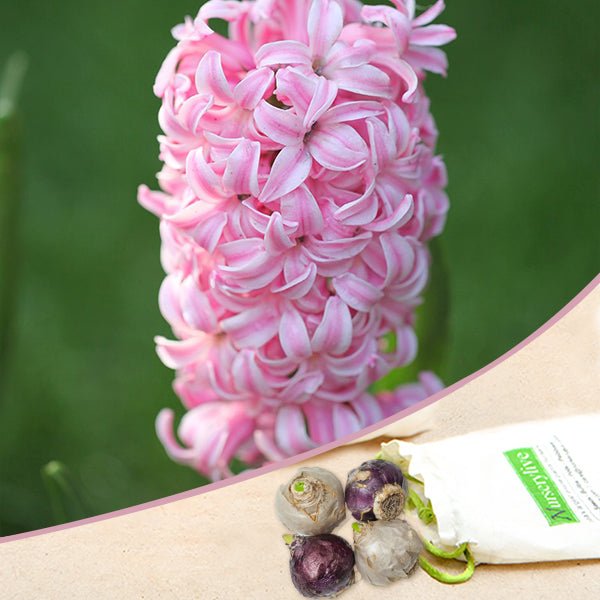 Buy Hyacinth Lady Derby (Baby Pink) - Bulbs (set of 5) online from Nurserylive at lowest price.