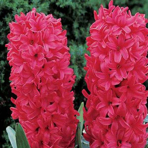 Buy Hyacinth Vuurbaak (Pink) - Bulbs (set of 5) online from Nurserylive at lowest price.