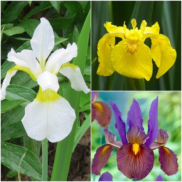 Buy Impressive Iris (15 Bulbs Pack) online from Nurserylive at lowest price.