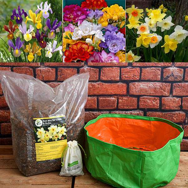 Buy Easy to Grow Winter Bulbs - Garden Pack online from Nurserylive at ...