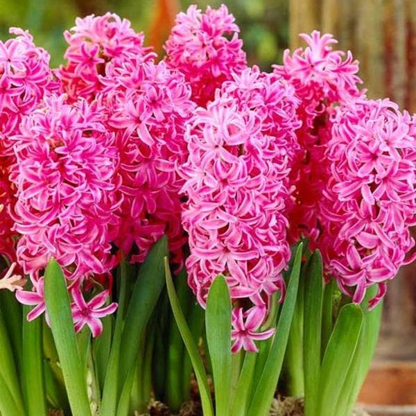 Buy Hyacinth (Pink Pearl) - Bulbs online from Nurserylive at lowest price.