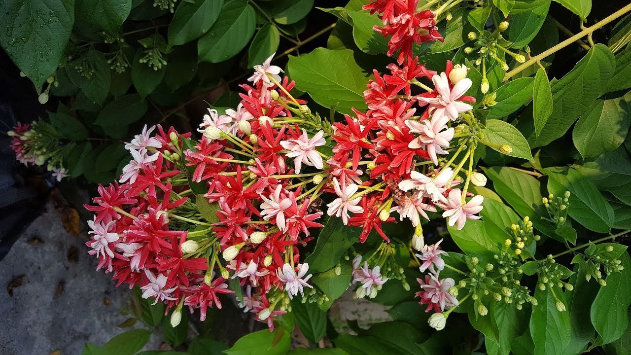 Top 10 Flowering Creepers To Make Your Garden A Happy Space | Nurserylive