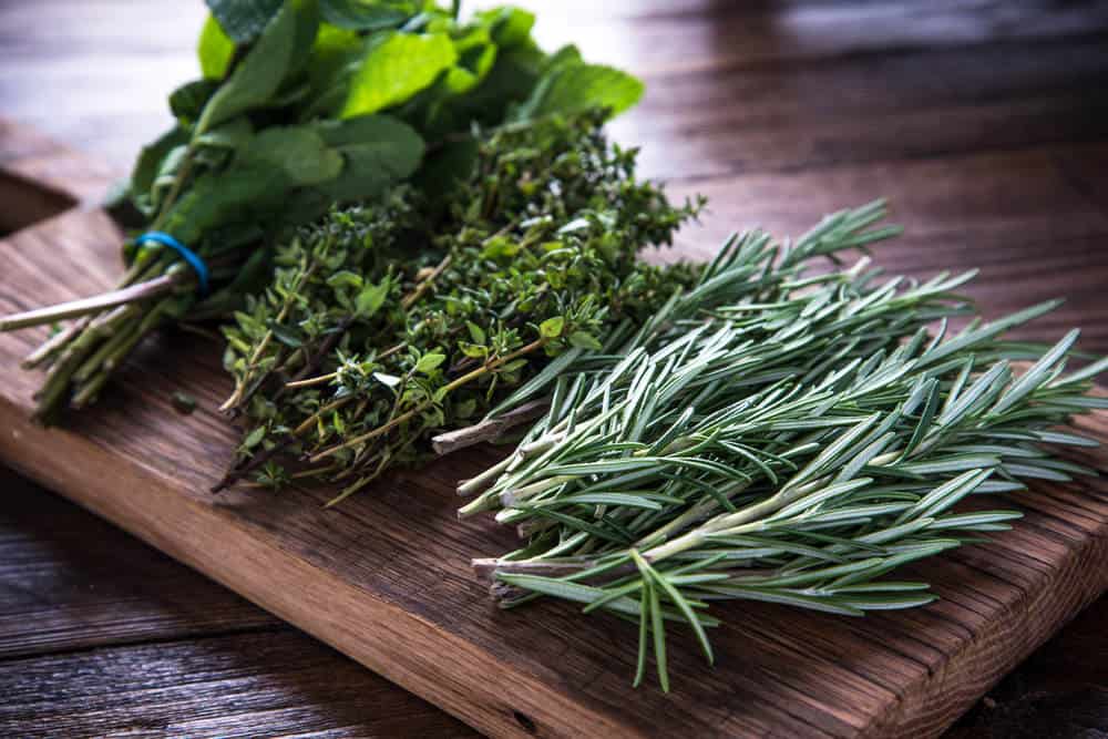 The Top 10 Useful Plants for Home - Why Do You Need Them? | Nurserylive