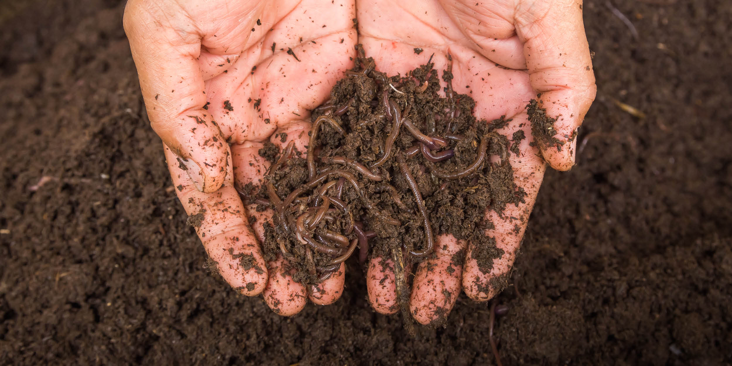 All You Need To Know About Using Vermicompost For Your Plants | Nurserylive