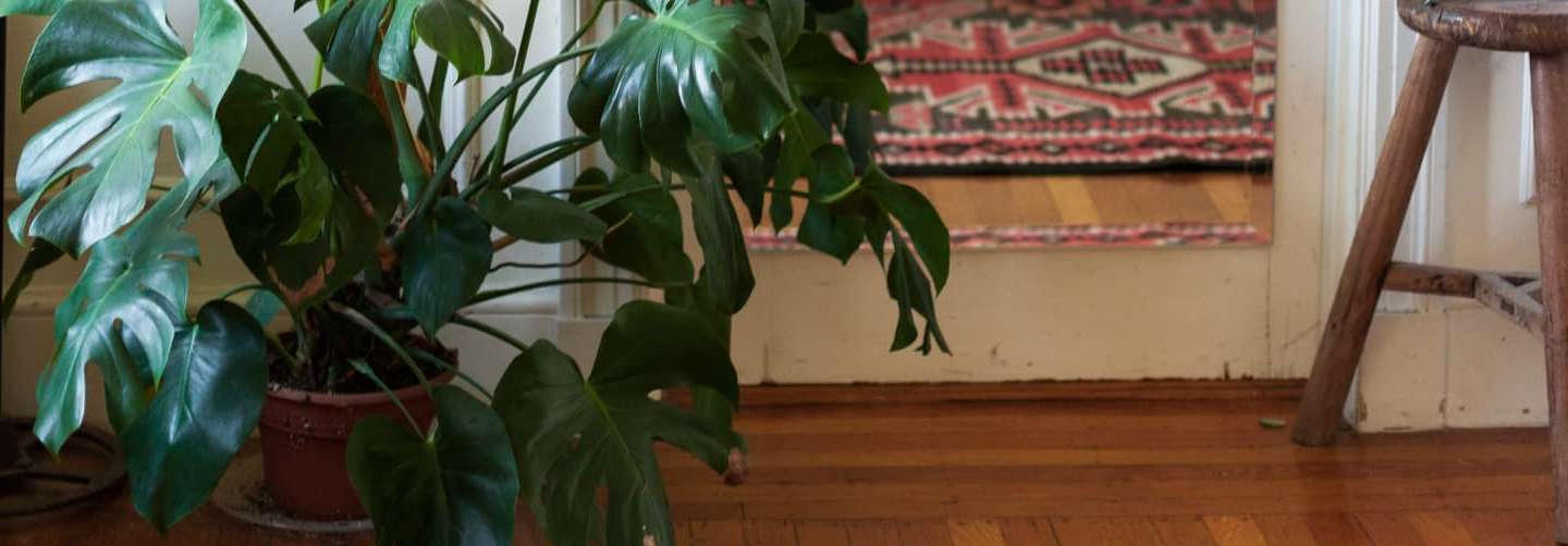 Monstera Magic: Thriving Tips and Care | Nurserylive