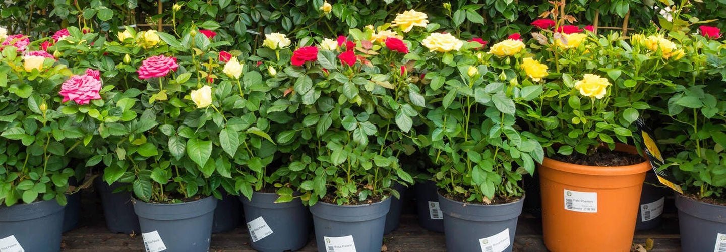 The Different Types of Roses: A Comprehensive Guide to Help You Choose ...