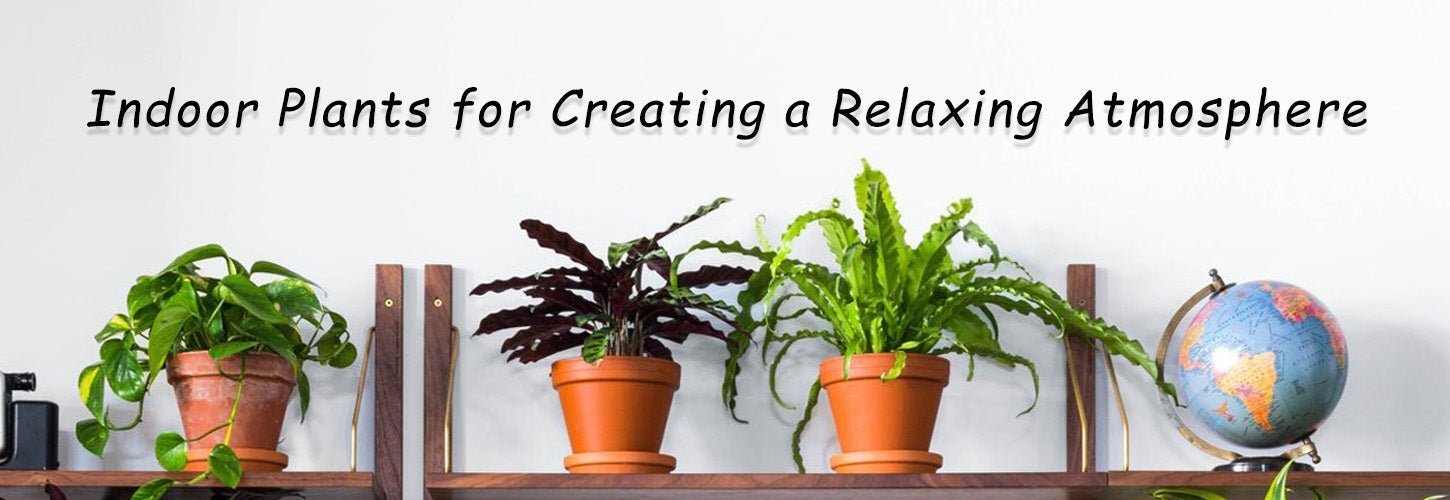 The Top Indoor Plants for Creating a Relaxing Atmosphere | Nurserylive