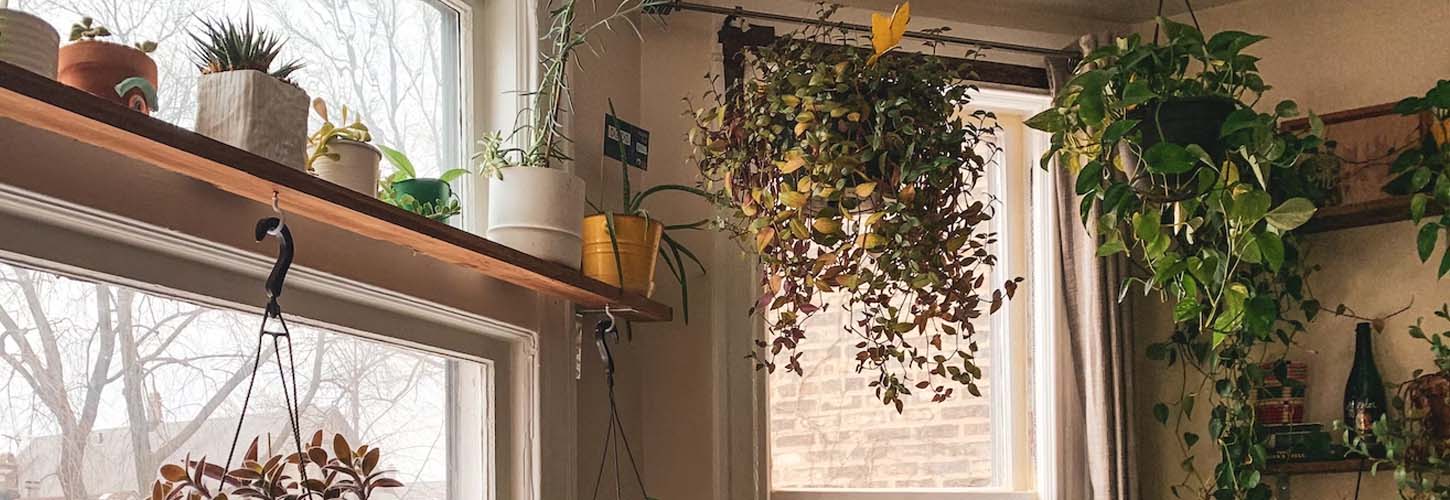10 Stunning Hanging Plants to Elevate Your Space's Ambiance | Nurserylive