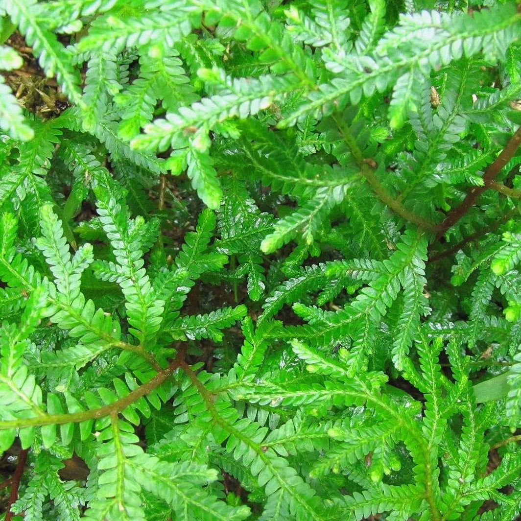 Meet Sanjeevani: A Plant That's as Legendary as Ramayana itself ...