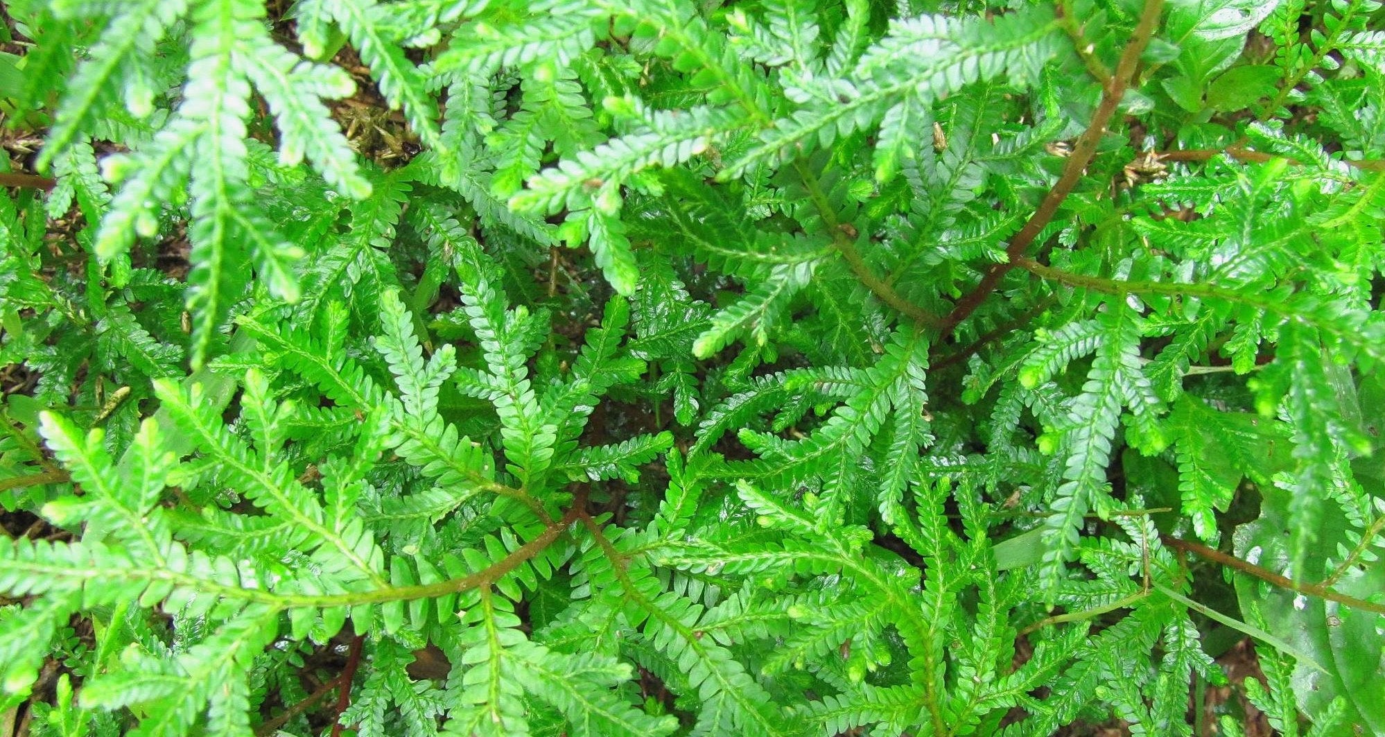 Meet Sanjeevani: A Plant That's as Legendary as Ramayana itself | Nurserylive