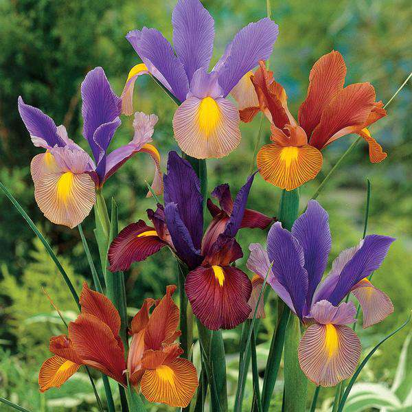 Buy Iris Flower Bulbs online from Nurserylive at lowest price.