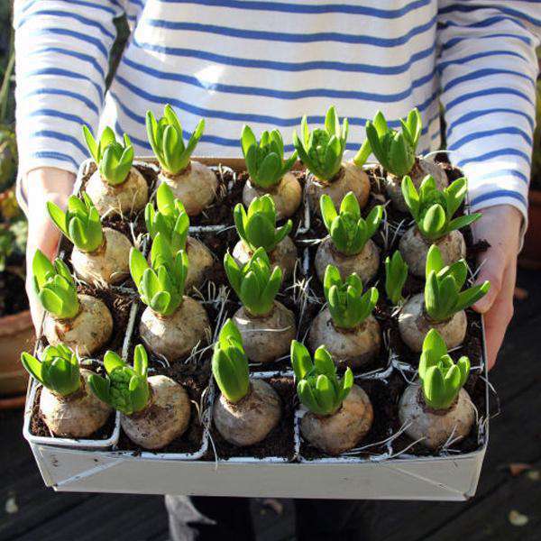 Buy Flower Bulbs Garden Kits online from Nurserylive at lowest price.