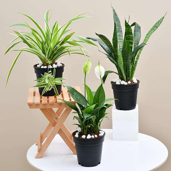 Buy Top 3 Plants Packs online from Nurserylive at lowest price.
