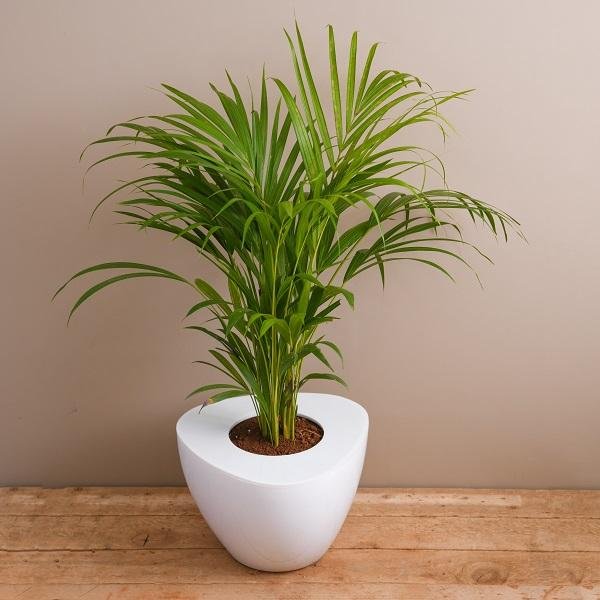 Buy Areca Palm Plants online from Nurserylive at lowest price.