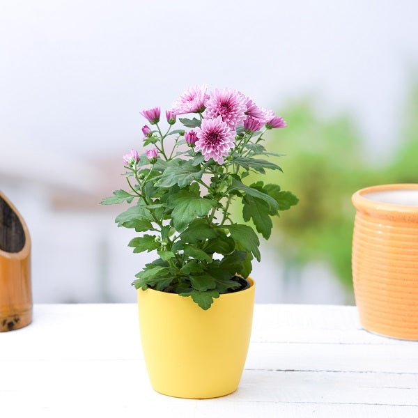 Buy Aromatic Fragrant Plants online from Nurserylive at lowest price.