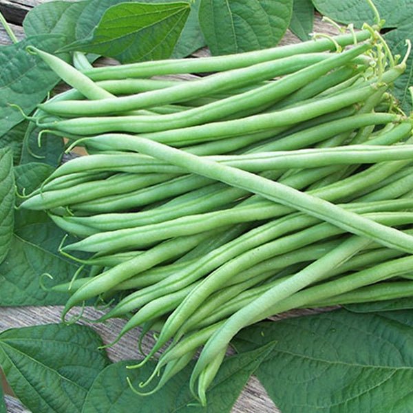 Buy Beans Seeds online from Nurserylive at lowest price.
