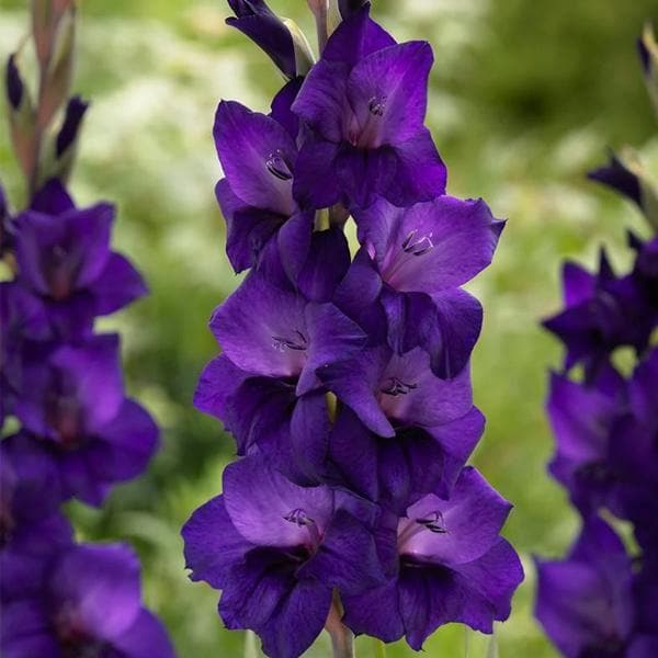 Buy Bulbs by Flower Color online from Nurserylive at lowest price.
