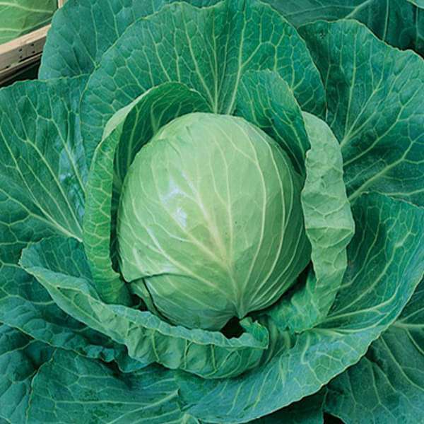 Buy Cabbage Seeds online from Nurserylive at lowest price.
