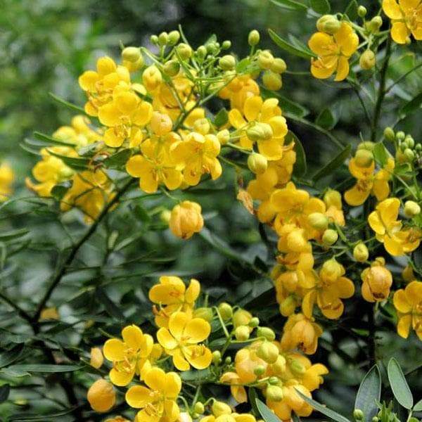 Buy Cassia Seeds online from Nurserylive at lowest price.