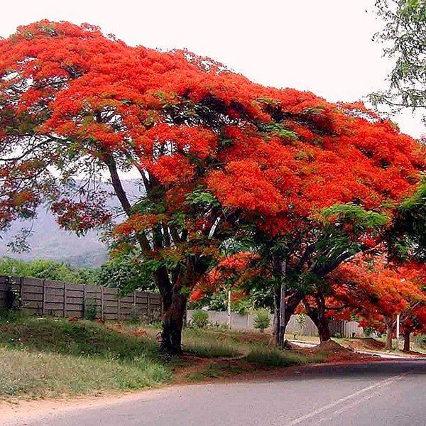 Buy Avenue Trees online from Nurserylive at lowest price.