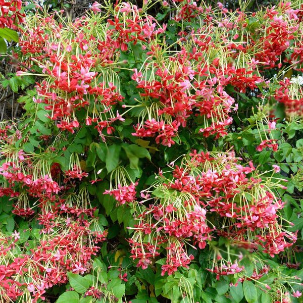 Buy Climber Plants Name online from Nurserylive at lowest price.