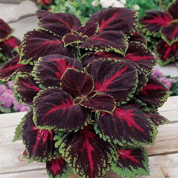 Buy Colorful Foliage Plants online from Nurserylive at lowest price.