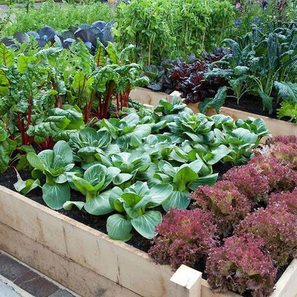 Buy Culinary Plant Seeds online from Nurserylive at lowest price.