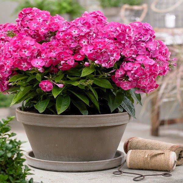 Buy Fragrant Flower Seeds online from Nurserylive at lowest price.