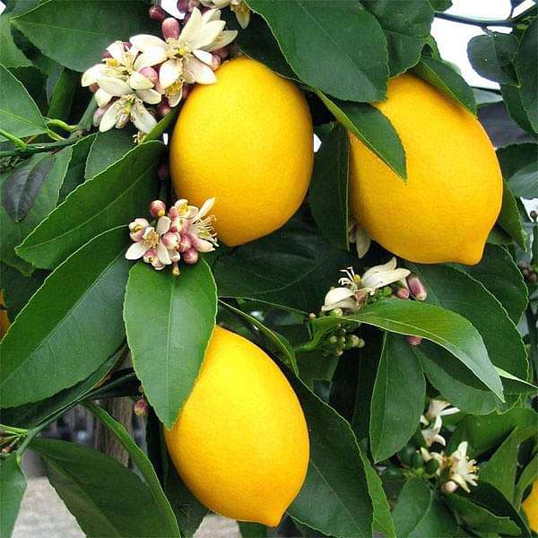 Buy Lemon Trees online from Nurserylive at lowest price.