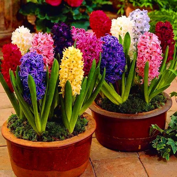 Buy Mix Color Flower Bulbs online from Nurserylive at lowest price.