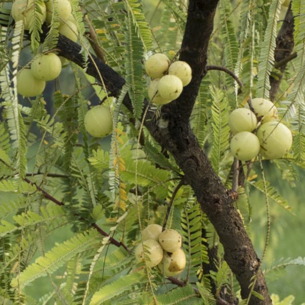 Buy Amla online from Nurserylive at lowest price.