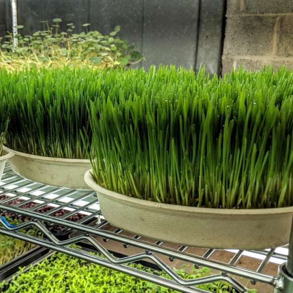 Buy Wheatgrass online from Nurserylive at lowest price.