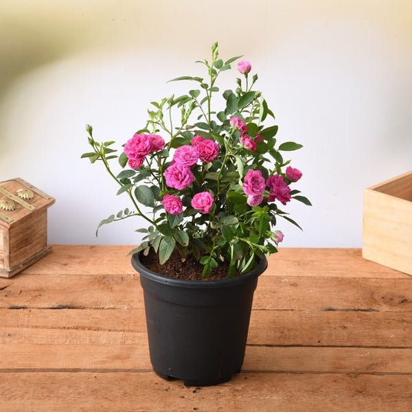 Buy Plants online from Nurserylive at lowest price.