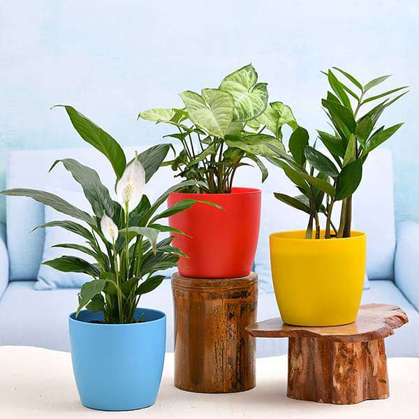 Buy Plants For Table Top online from Nurserylive at lowest price.