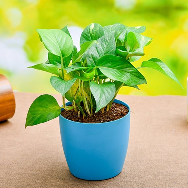 Buy Pothos Plant online from Nurserylive at lowest price.