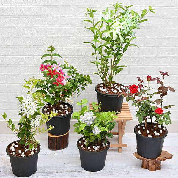 Top 10 Easy Plants to Grow for Beginners | Nurserylive
