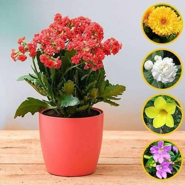 Buy Plants, Seeds, Pots, Garden Decor @ lowest price — Nurserylive