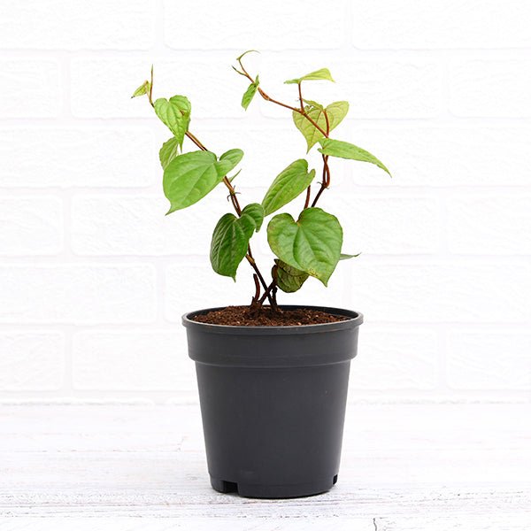 Buy Piper Betel, Maghai Paan Plant in 6 inch Grow Bag online from ...
