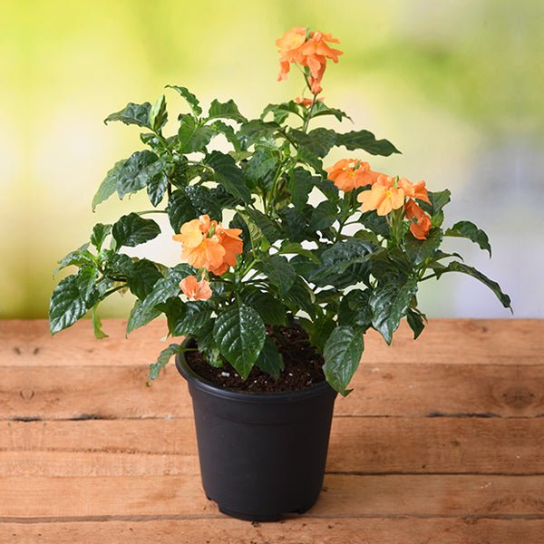 Buy Abuli, Firecracker Flower Plant in 6 inch Pot online from ...