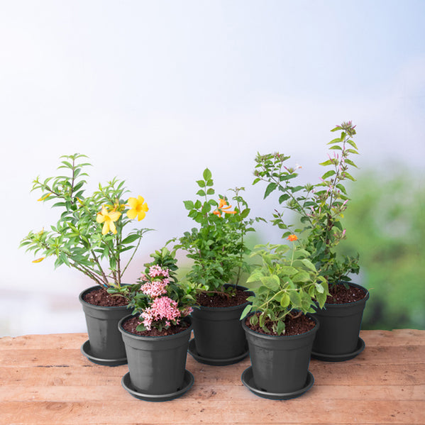 Buy Jasmine Plants online from Nurserylive at lowest price.