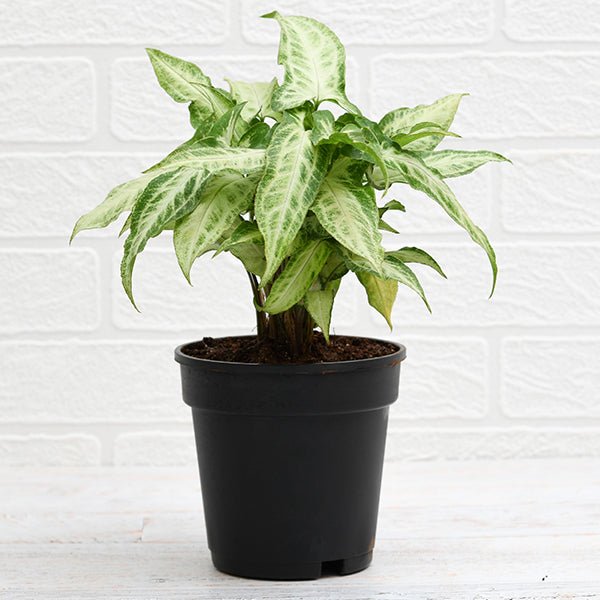 Buy Syngonium podophyllum Mini Pixie Plant in 4 inch Pot online from ...