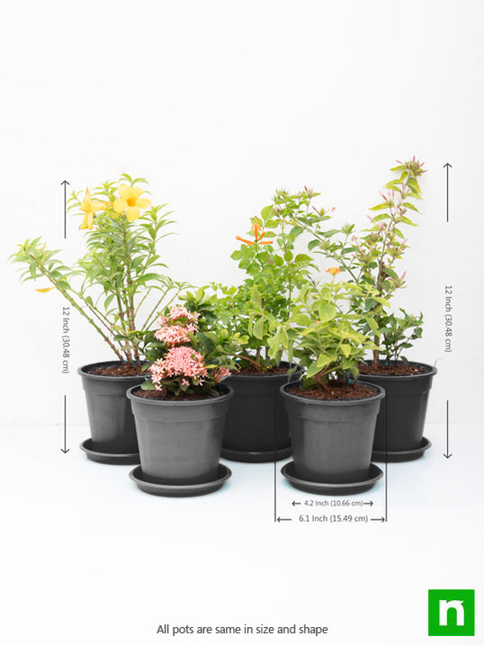 Buy Jasmine Plants online from Nurserylive at lowest price.