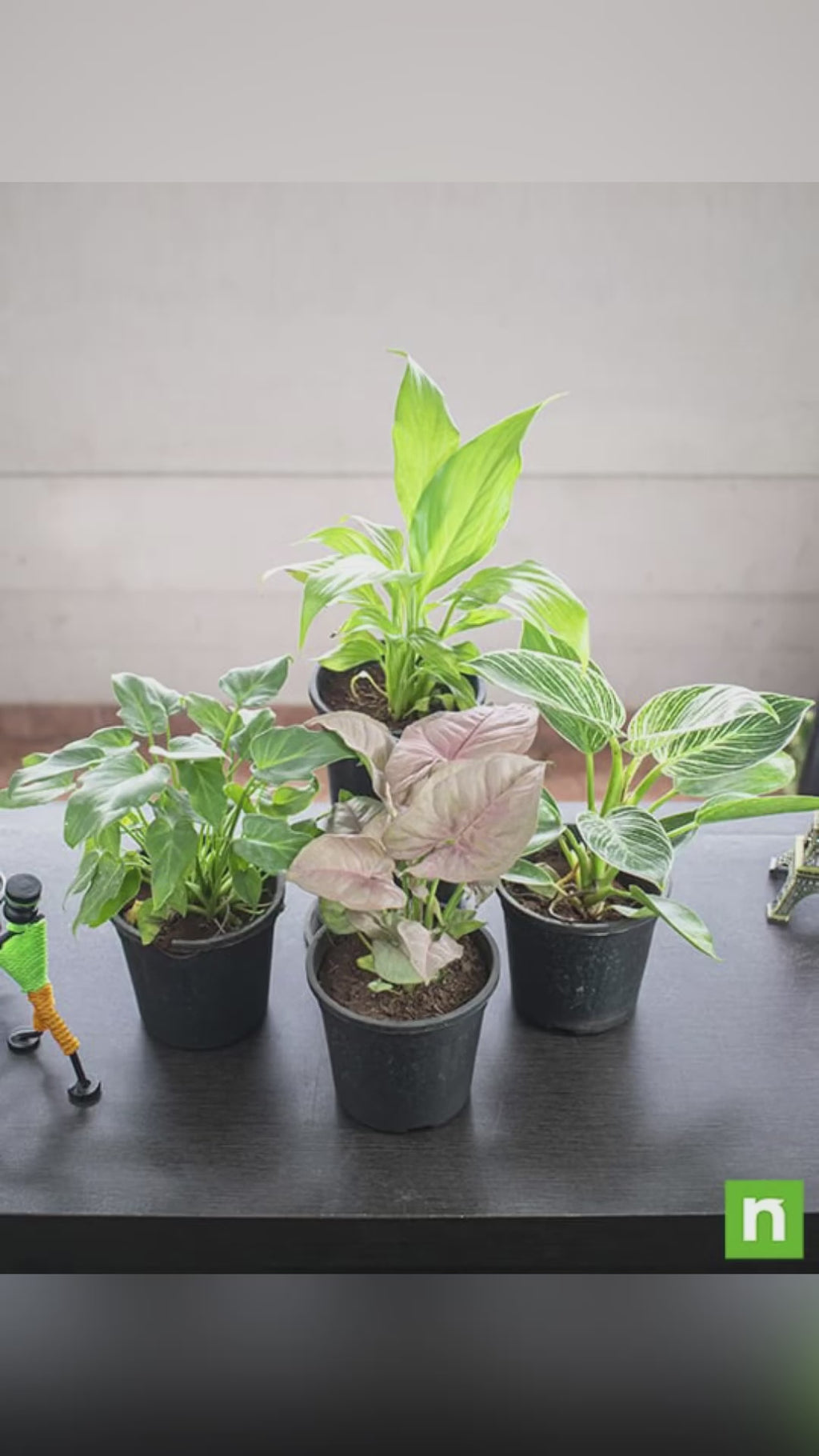 Buy Top 4 Plants Packs online from Nurserylive at lowest price.