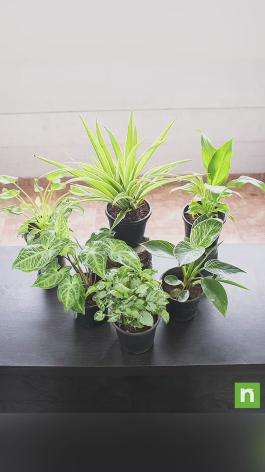 Buy Best 6 Plants for Perfect Indoor Garden online from Nurserylive at ...