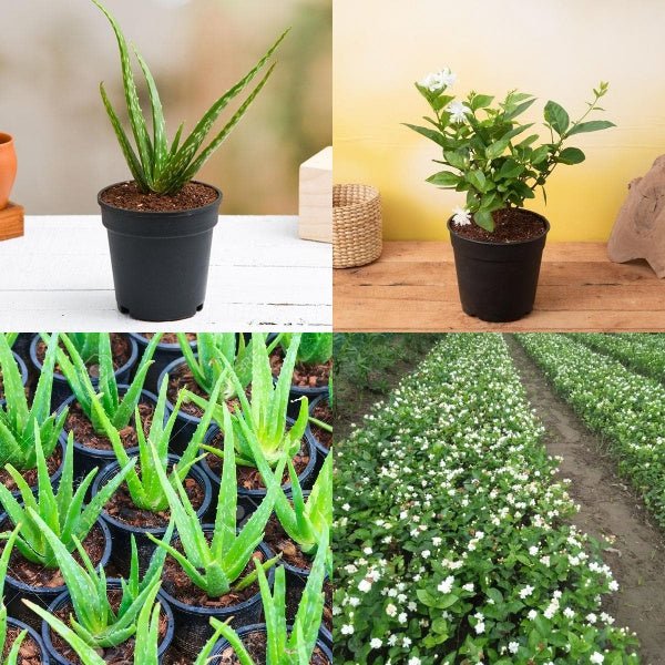 Buy Set of 4 Summer Special Plants (2 Jasmine + 2 Aloe Vera) Pack ...