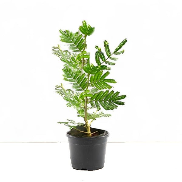 Buy Shami Tree, Prosopis cineraria - Plant online from Nurserylive at ...