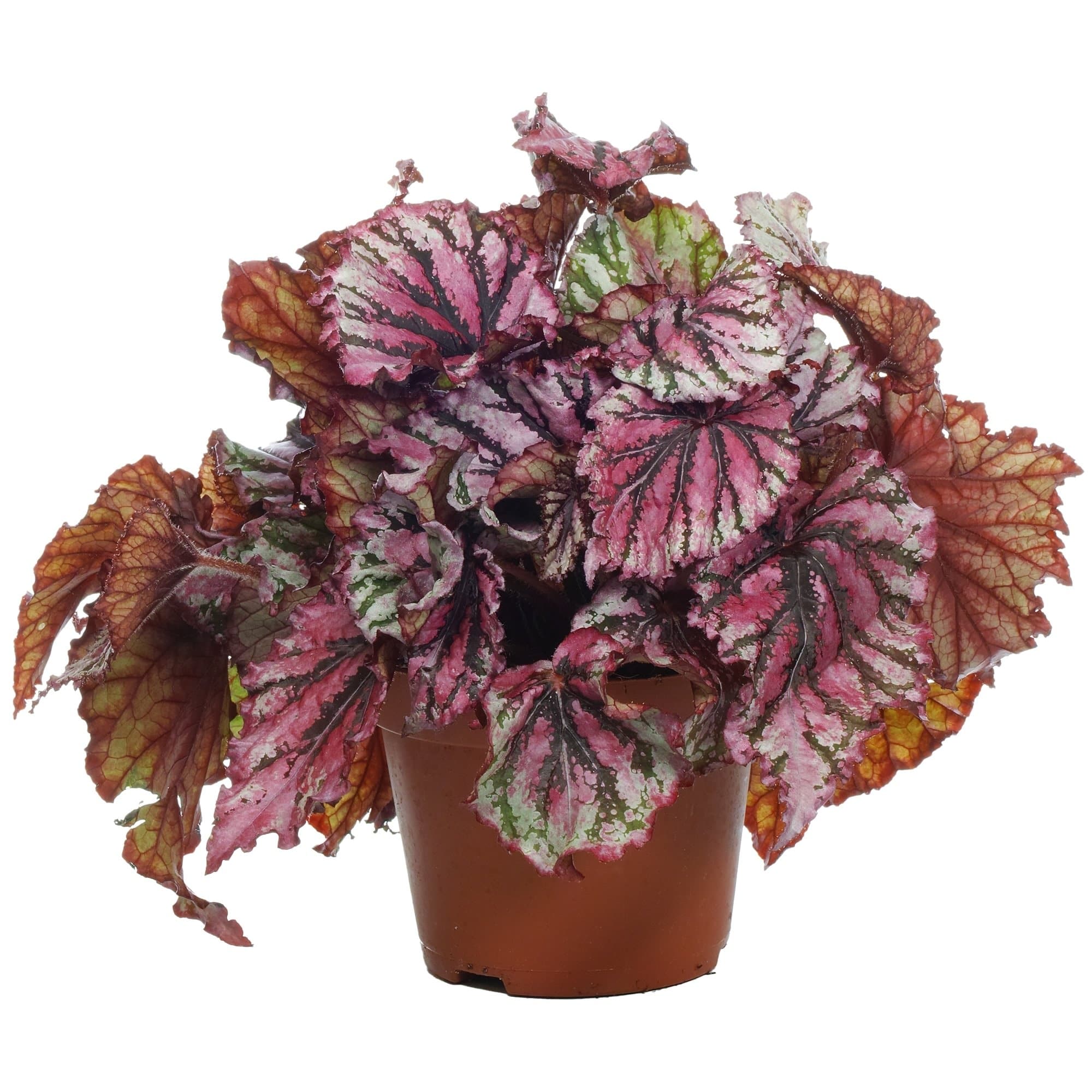 Buy Rex Begonia Fireworks - Plant online from Nurserylive at lowest price.