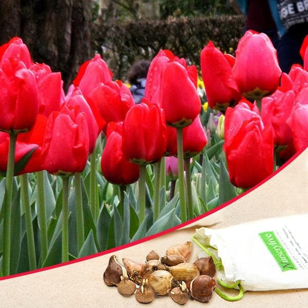 Buy Tulip Flower Bulbs online from Nurserylive at lowest price.