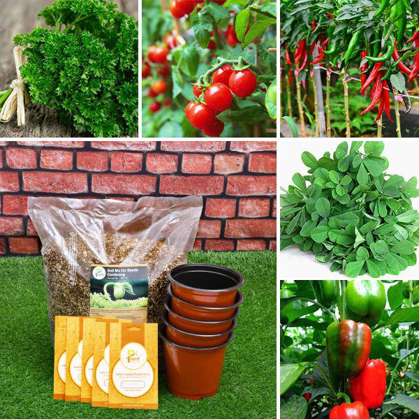 Buy 5 Best Seeds to Grow Organic Vegetables, Herbs - Kitchen Garden ...